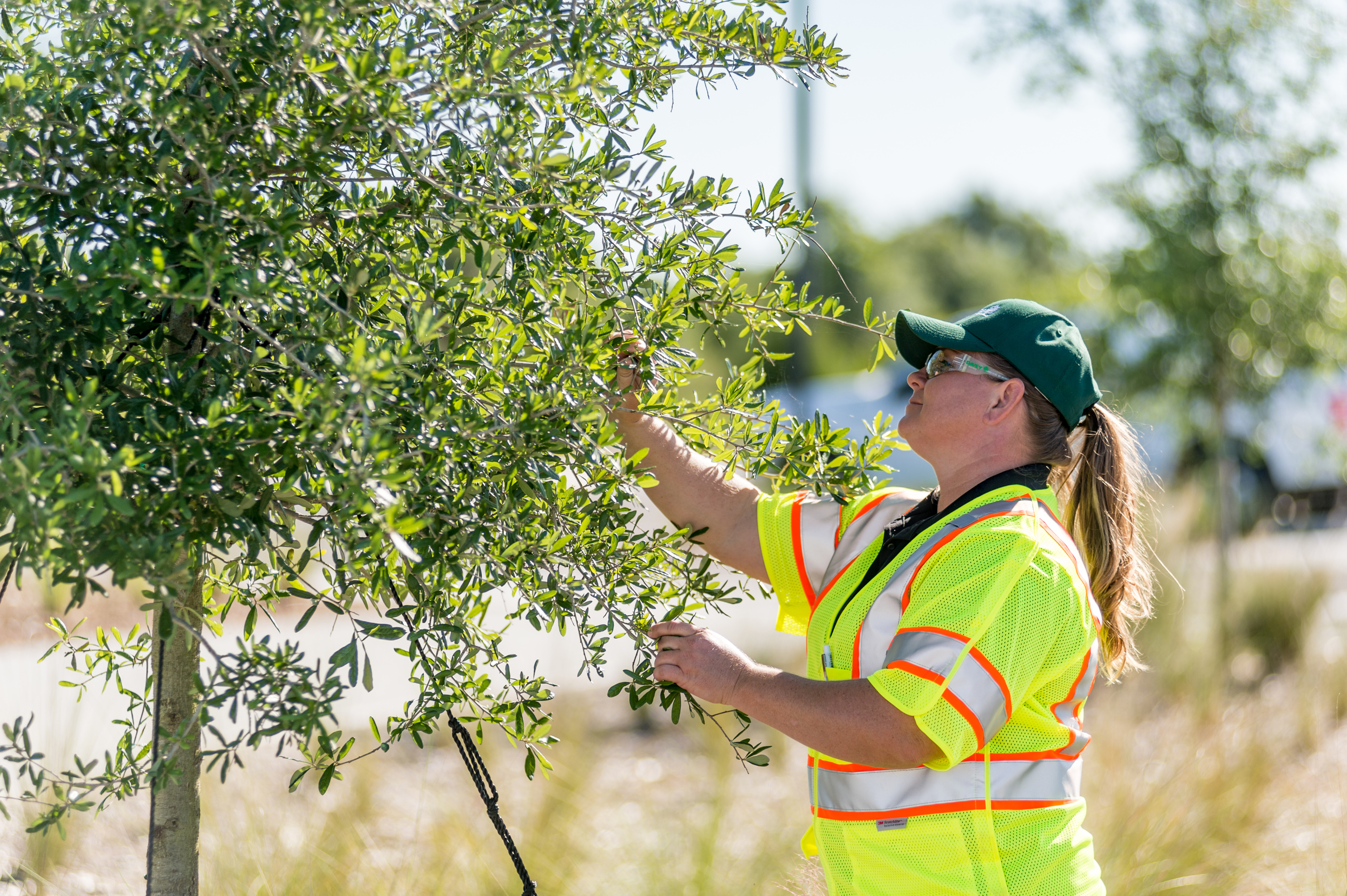 Commercial Tree Services