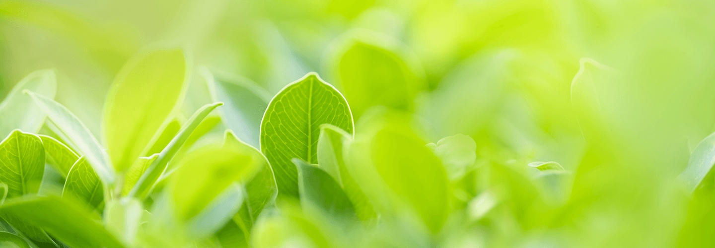 How Our Passion for Trees Came To Be | Cortese Tree
