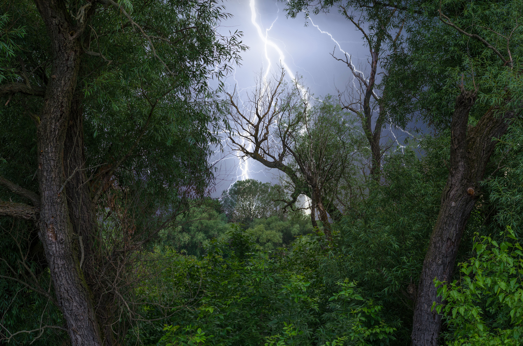Lightning Protection for Trees | Cortese